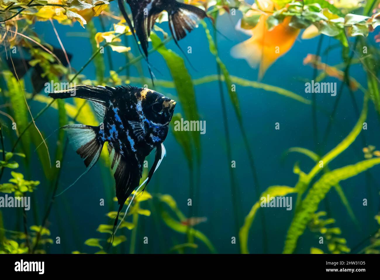 Scalaria fish hi-res stock photography and images - Alamy