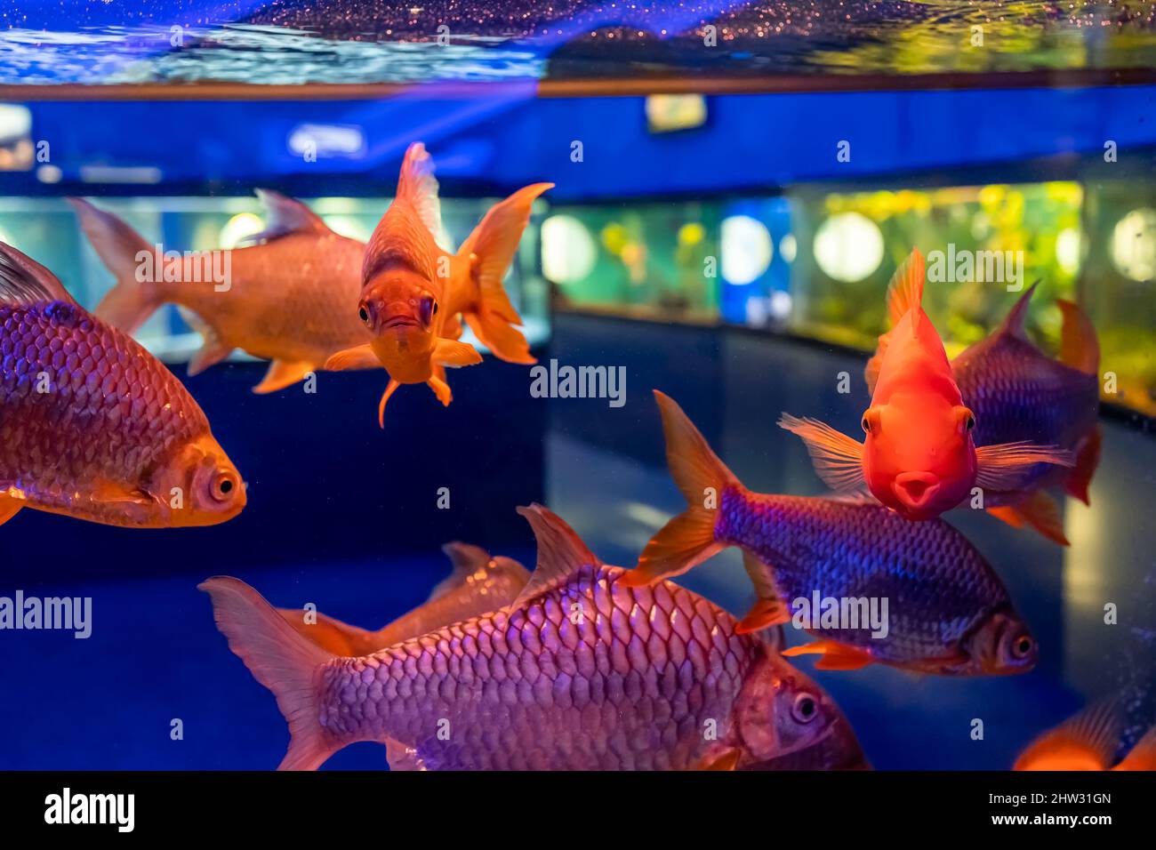fish barbus bream swim in a transparent aquarium Stock Photo - Alamy