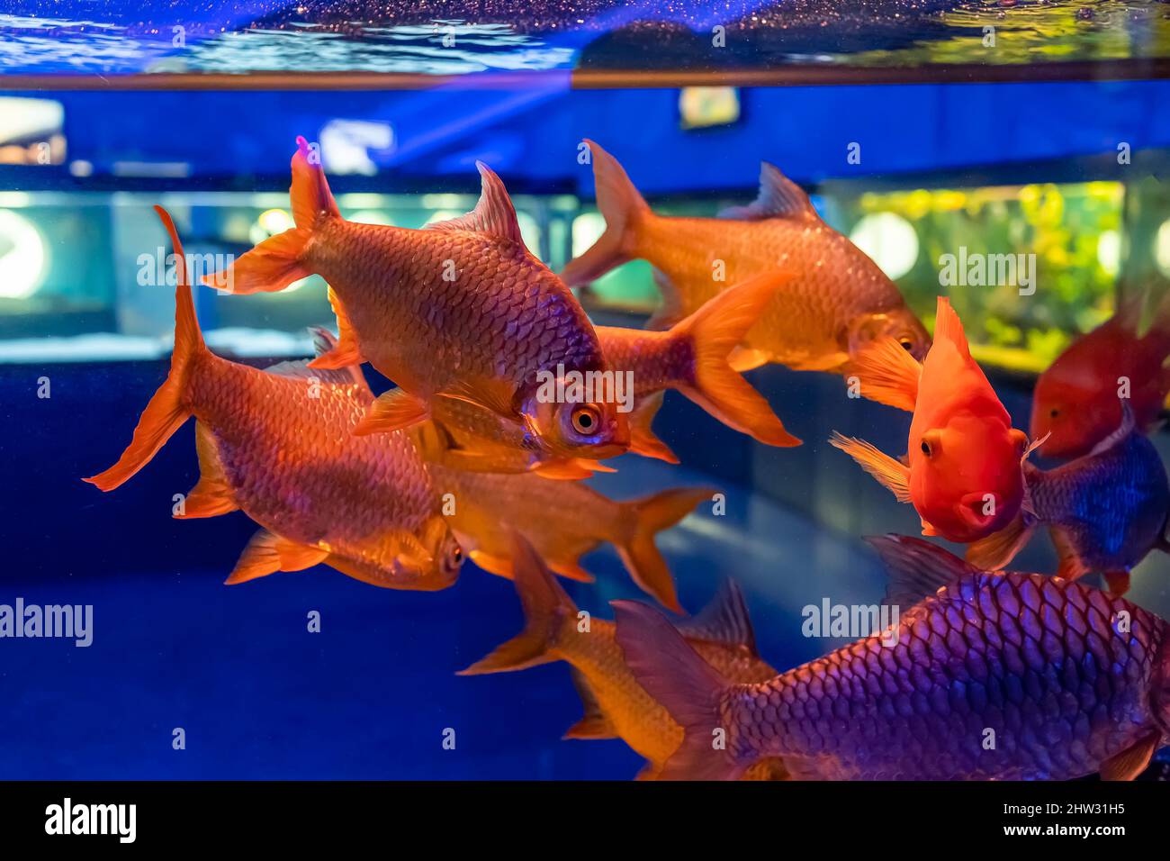 fish barbus bream swim in a transparent aquarium Stock Photo - Alamy