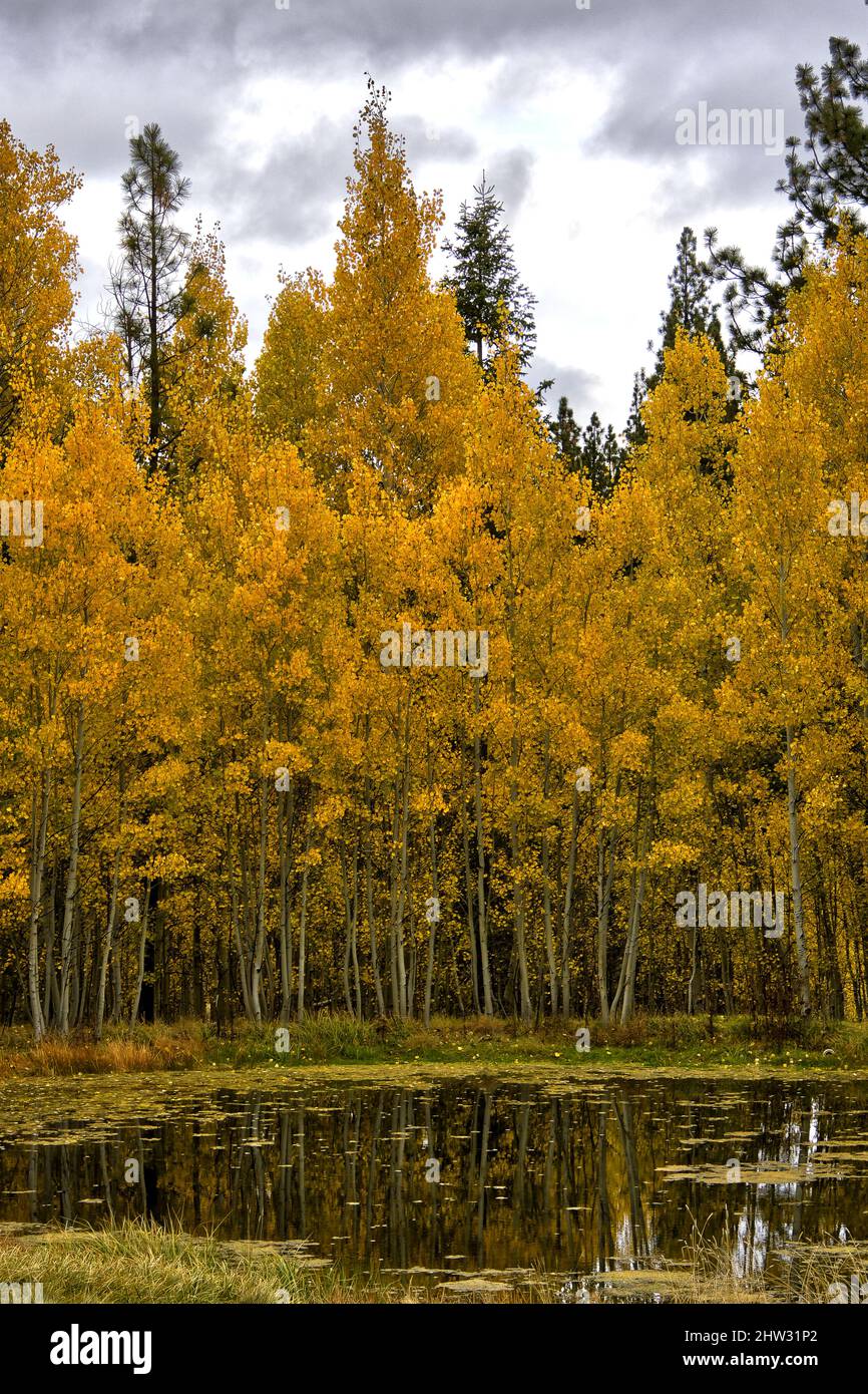 Vertical of yellow autumn trees reflecting on the surface of a lake on ...