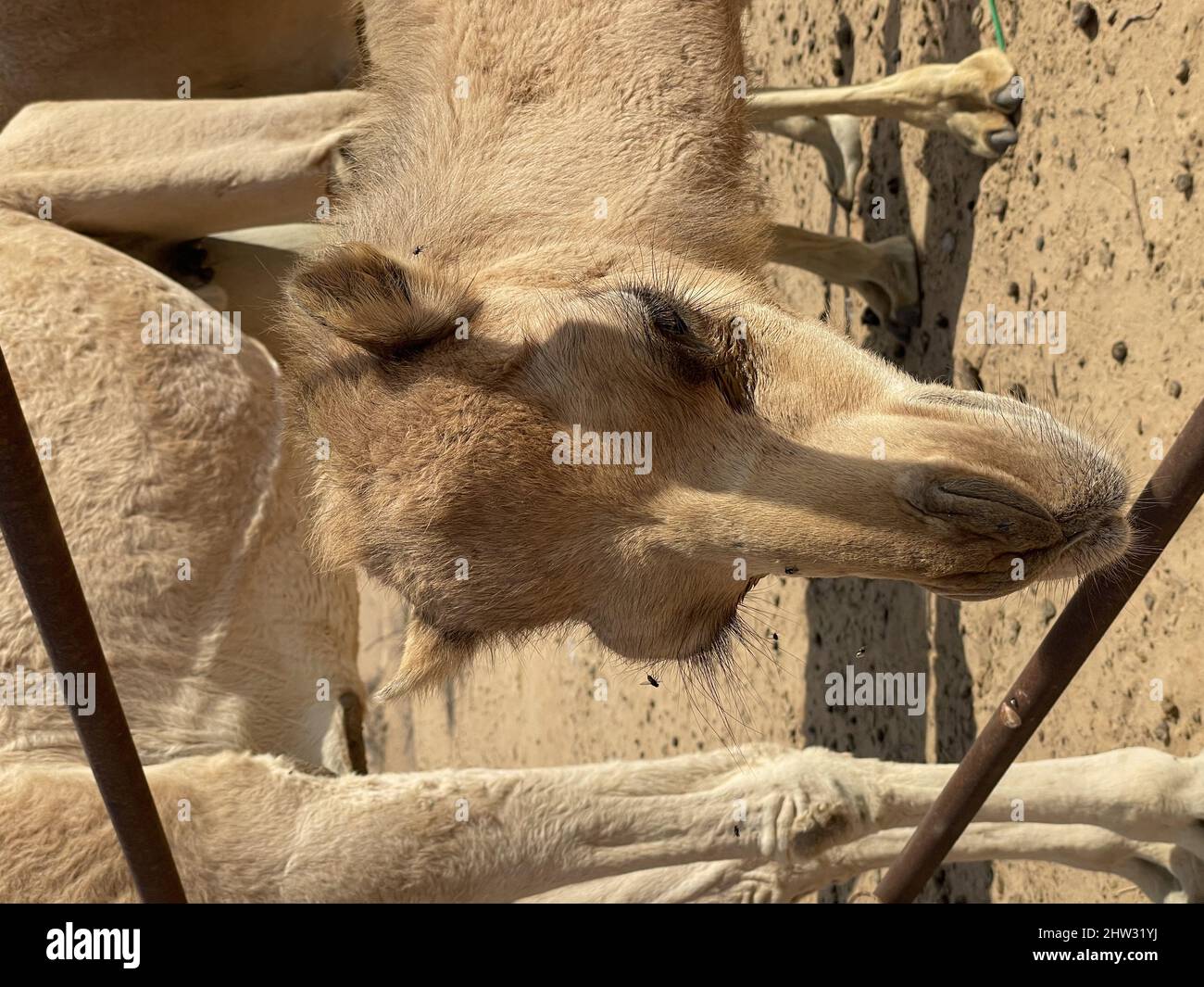 Vertical shot of a baby camel in the Al Bataeh Desert, UAE Stock Photo ...