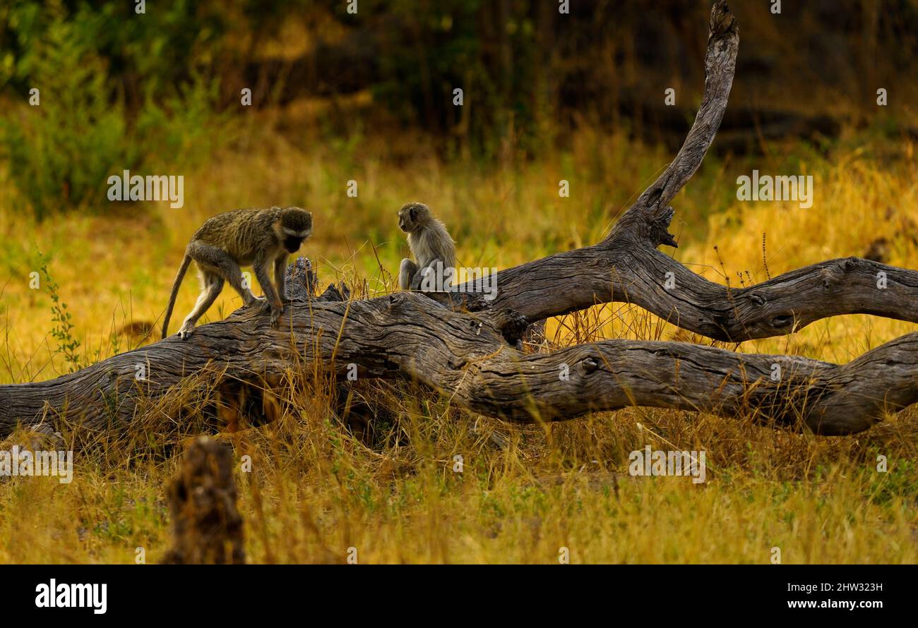 Olive Baboons & Vervet Monkeys are resident in Botswana Stock Photo - Alamy