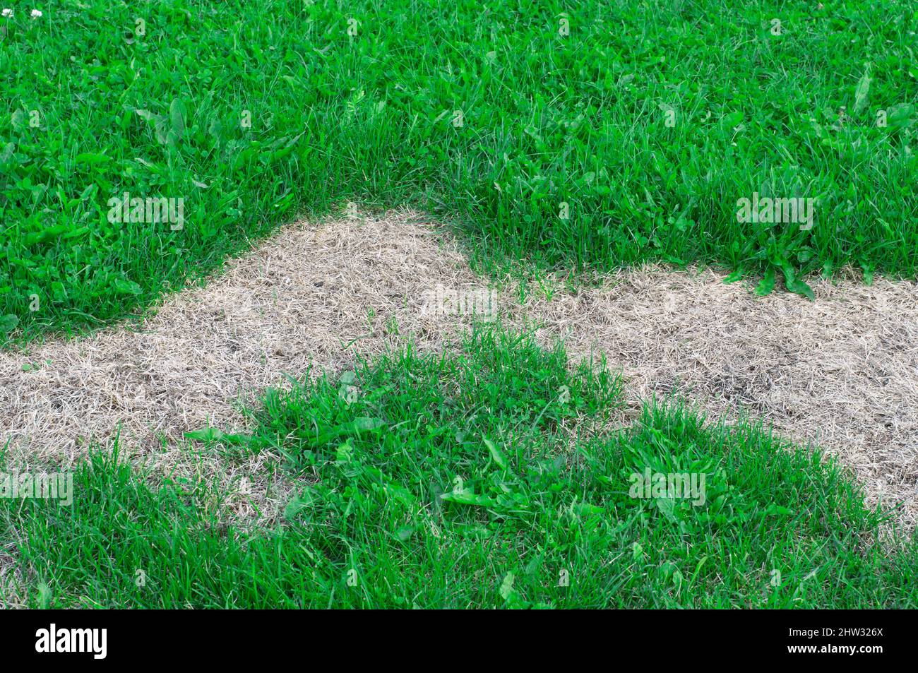 Dried grass on lawn Stock Photo - Alamy