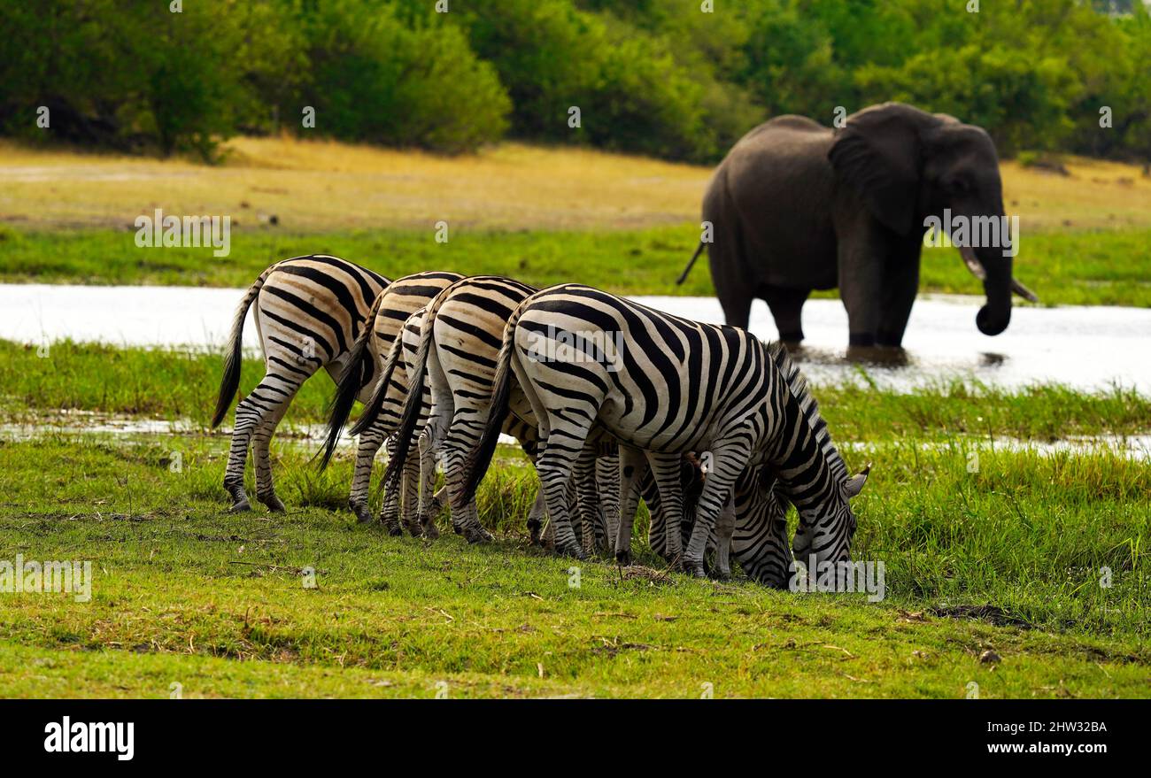 Zebras drinking with Elephant for company Stock Photo - Alamy