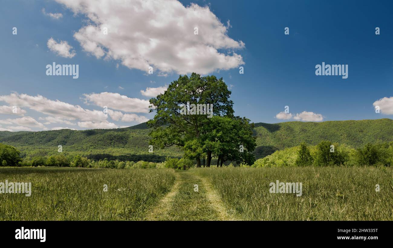 Tree in field cades cove hi-res stock photography and images - Alamy