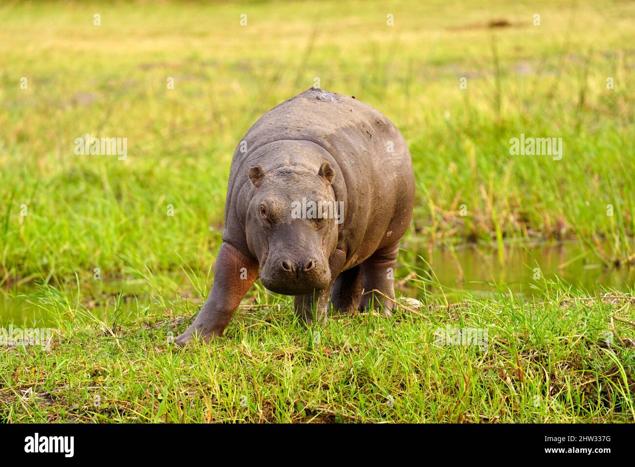Hippos cooling off in hi-res stock photography and images - Alamy