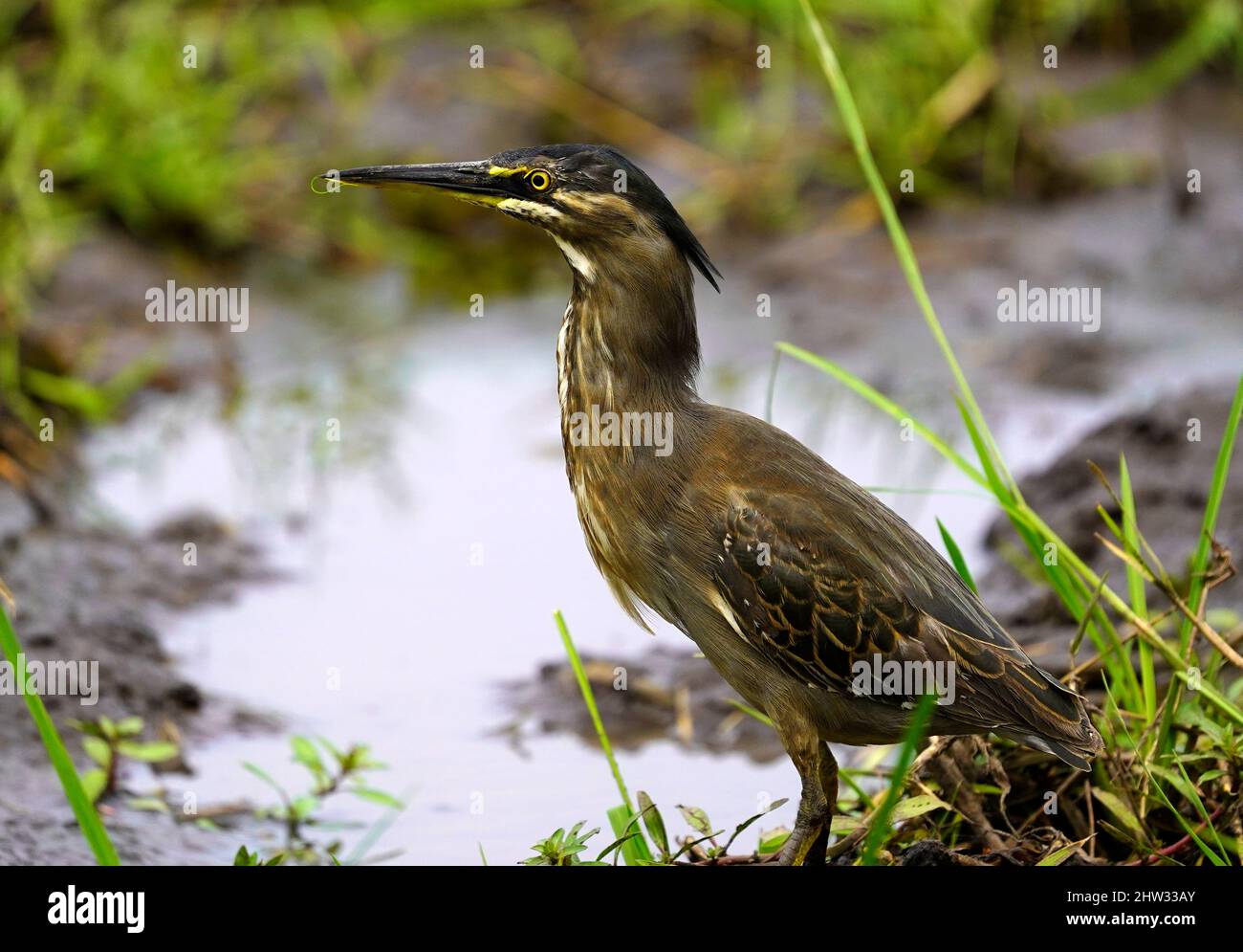 African birds can be stunning colours & the sounds of birdsong is ...