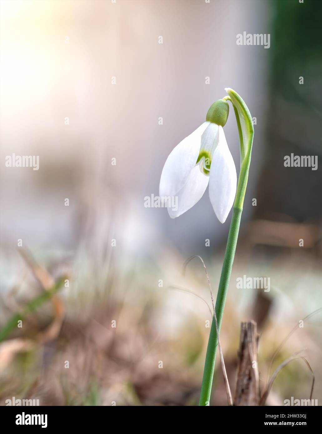 One single isolated Galanthus nivalis, the snowdrop or common snowdrop ...