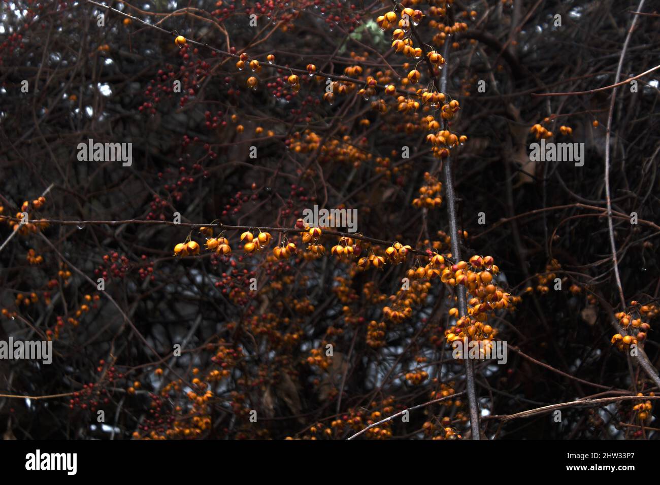 Closeup of a Hippophae rhamnoides tree Stock Photo - Alamy