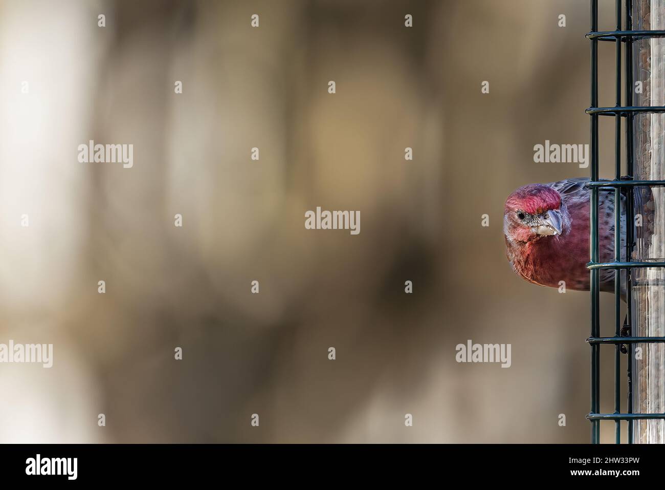 Closeup of a House Finch on a wire net Stock Photo - Alamy