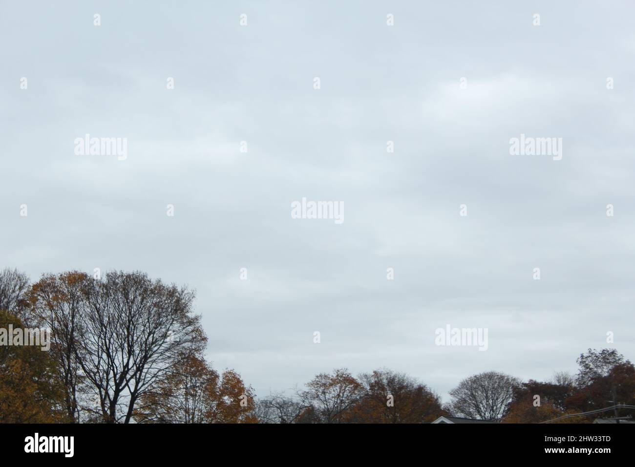 Beautiful view of dry trees with a cloudy sky background Stock Photo ...