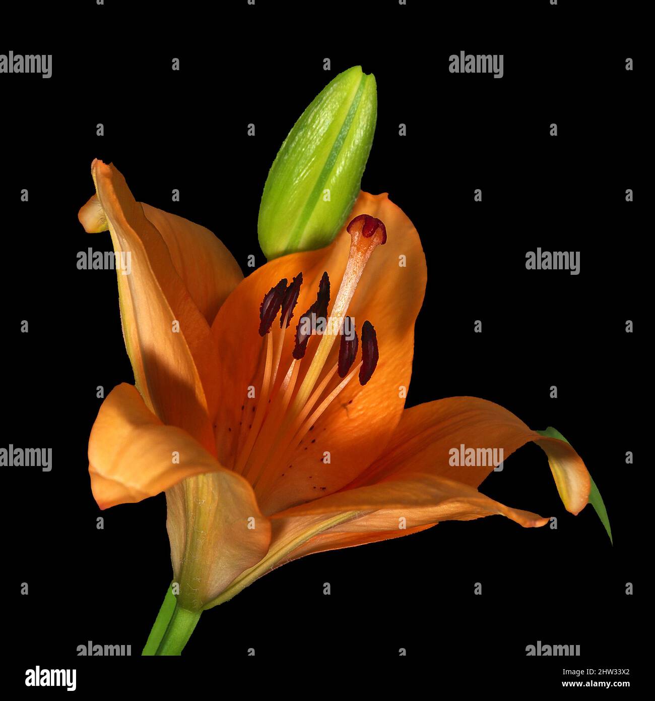 Macro shot of orange lilium flower cocoon (Lilium) on blurry background ...