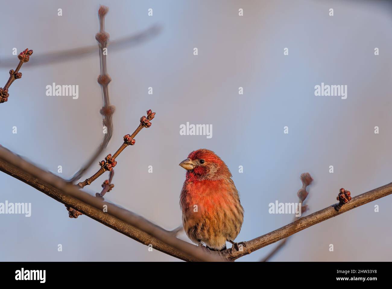 Closeup of a House Finch on a tree branch Stock Photo - Alamy