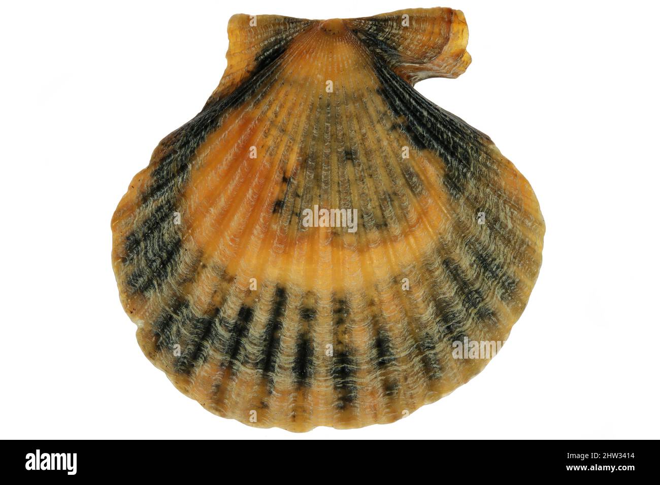 Queen scallop hi-res stock photography and images - Alamy