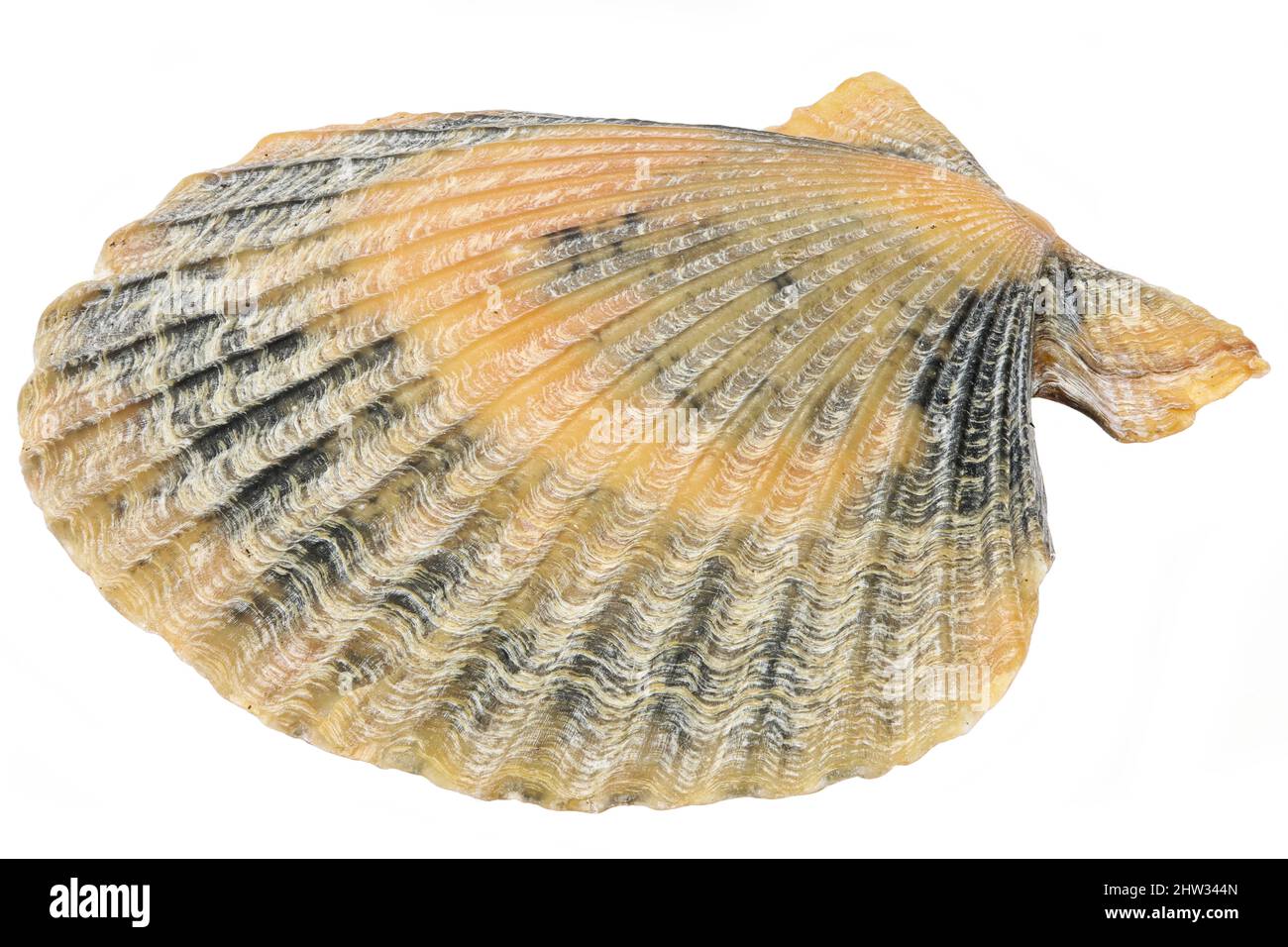 Queen scallop hi-res stock photography and images - Alamy