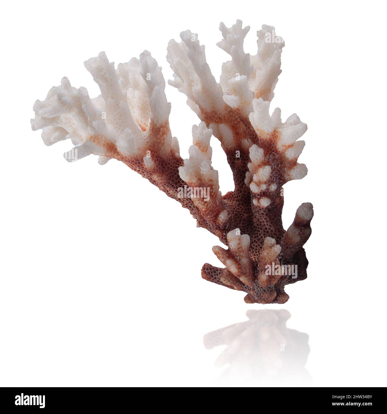 coral branch isolated on white background with reflection Stock Photo ...