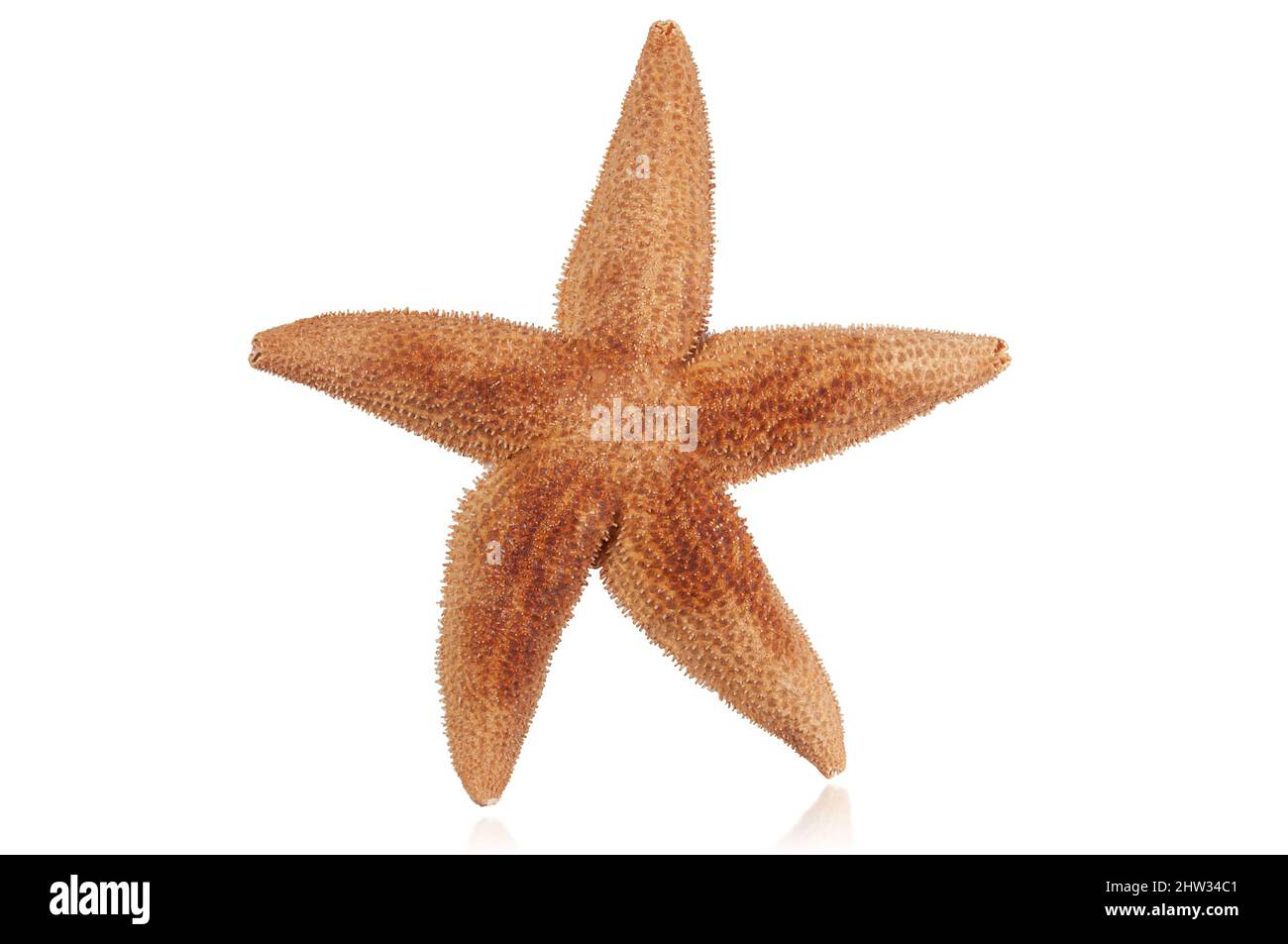 red starfish isolated on white background with reflection Stock Photo ...