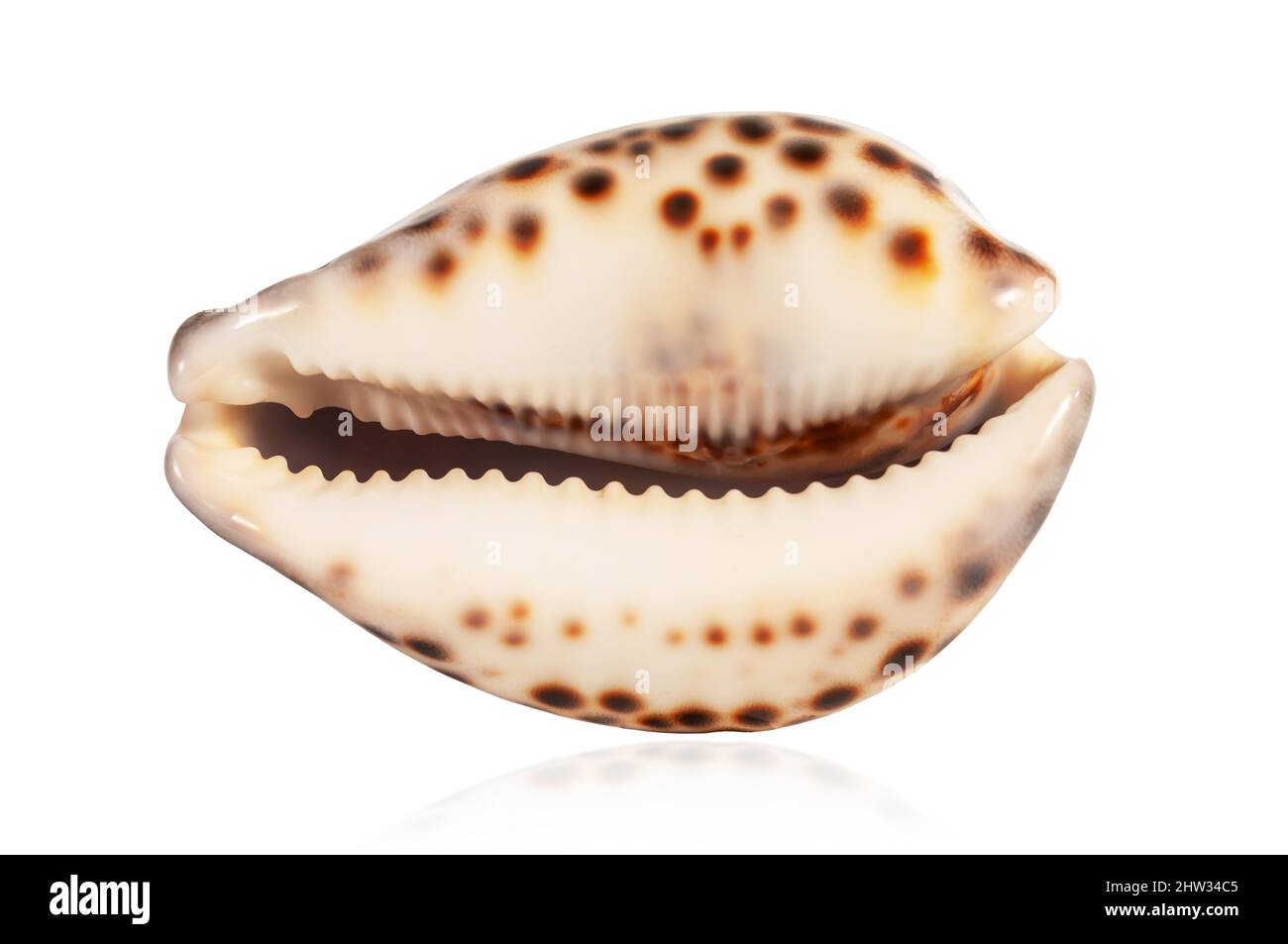 exotic tropical shell isolated on white background with reflection ...