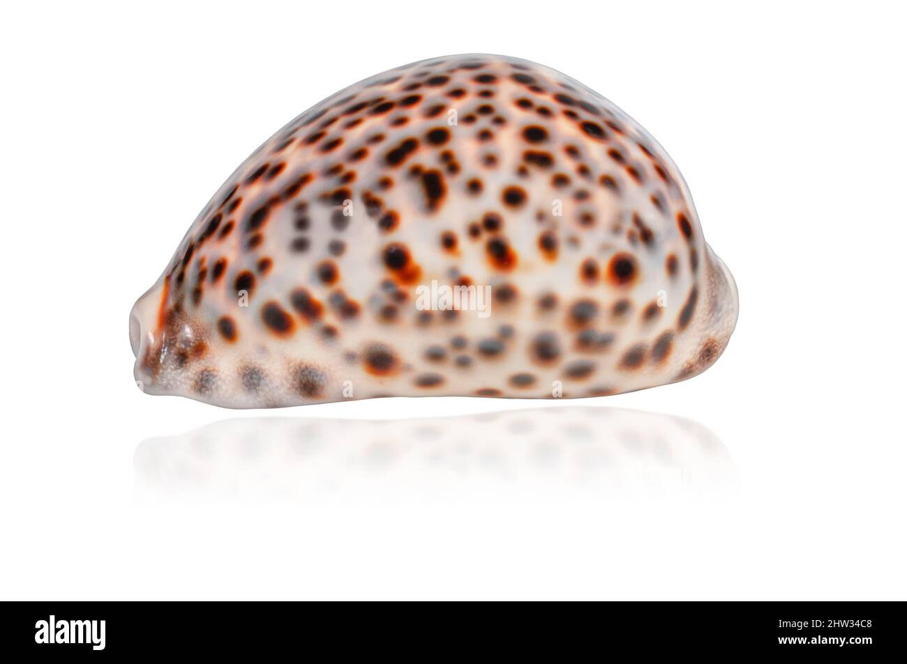 exotic tropical shell isolated on white background with reflection ...