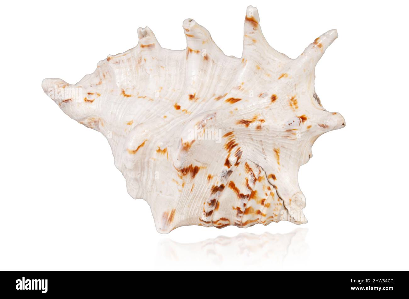 exotic tropical shell isolated on white background with reflection ...
