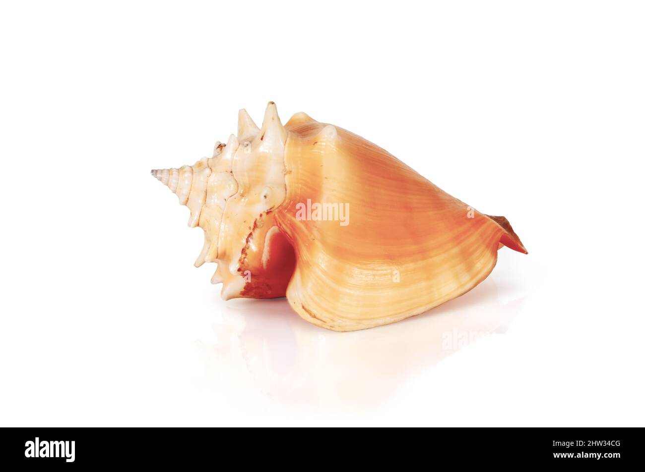 exotic tropical shell isolated on white background with reflection ...