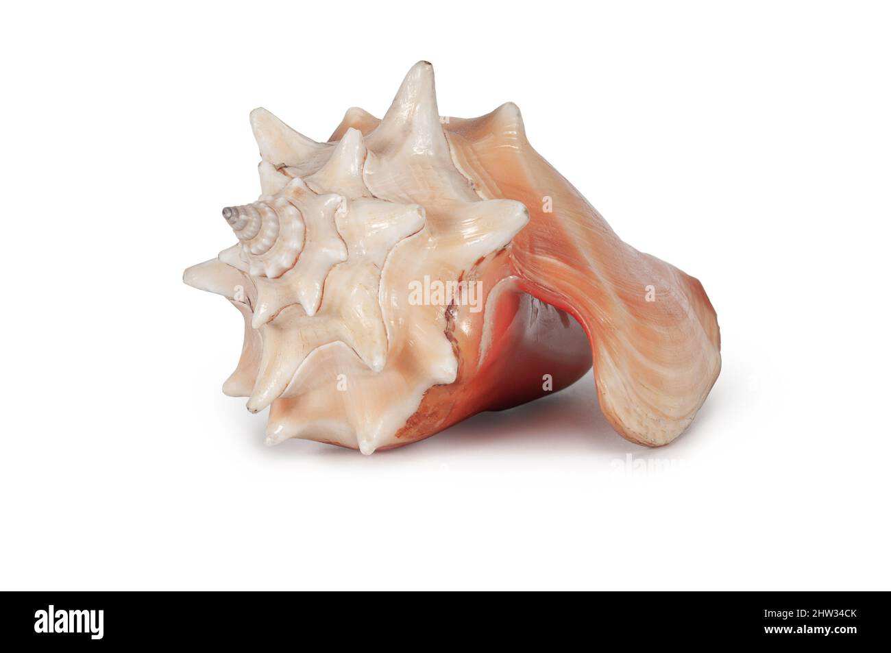 exotic tropical shell isolated on white background with reflection ...