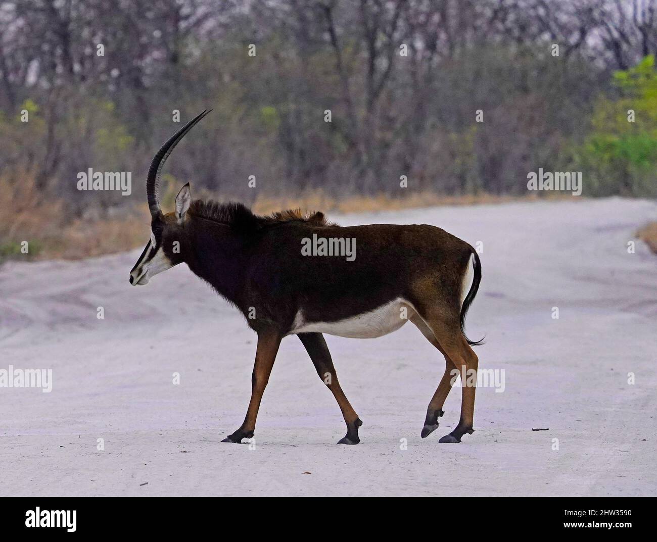 Beautiful Sable Bull Antelope very rarely seen whilst on Safari Stock ...