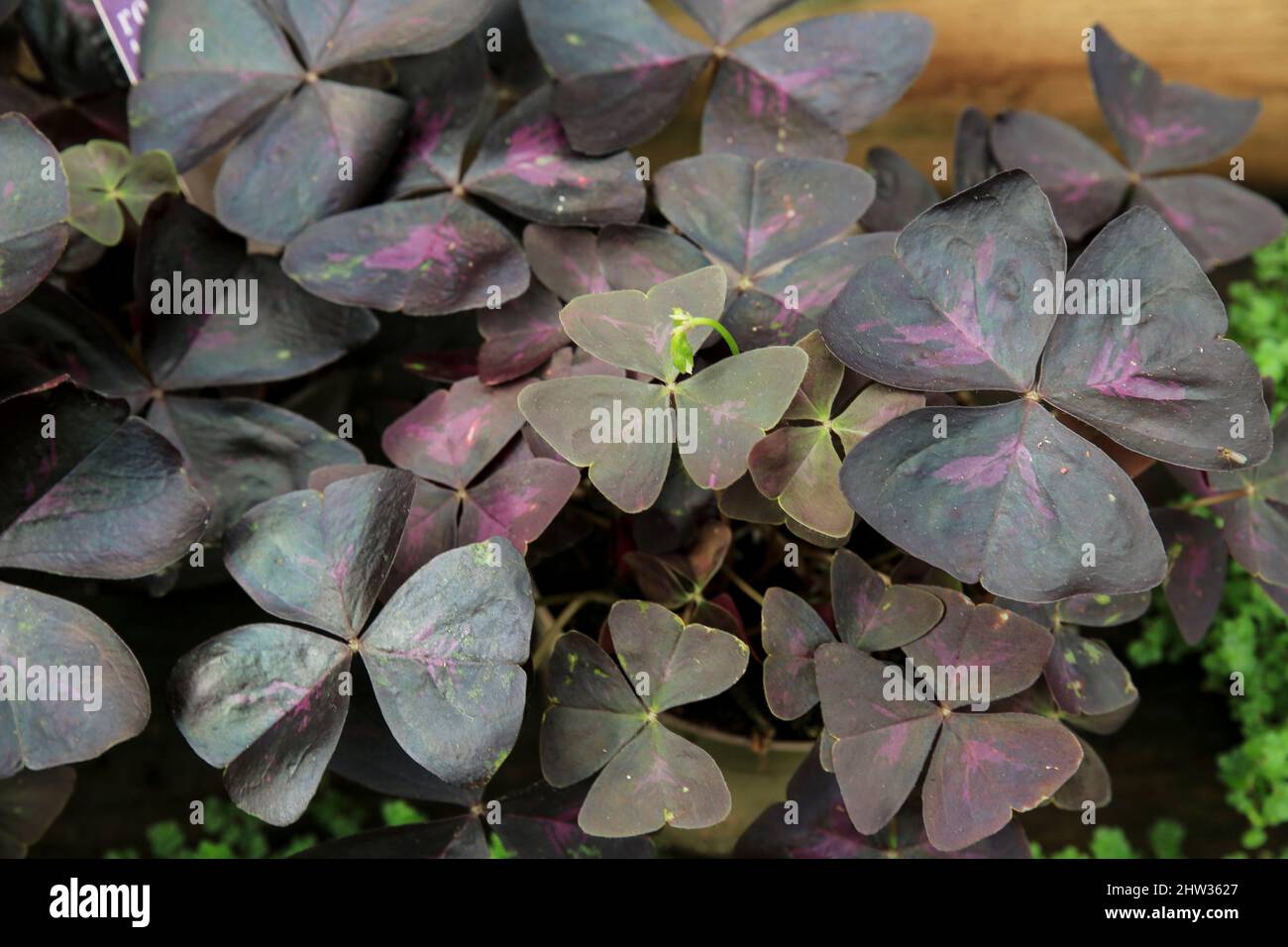 Beautiful Oxalis Triangularis plant in the garden Stock Photo - Alamy