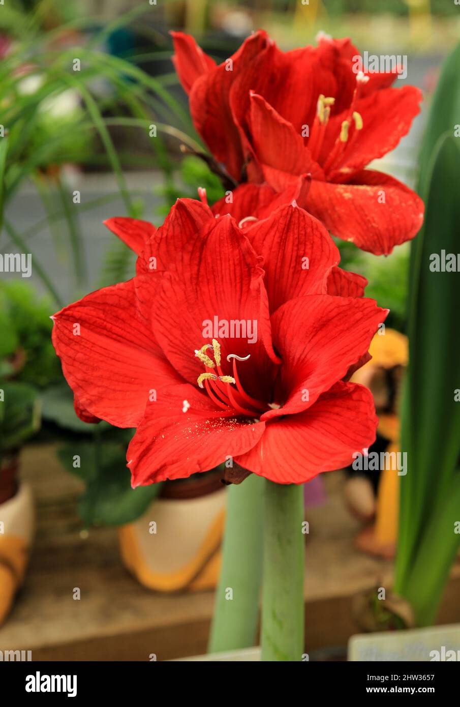 Colorful Hippeastrum flowers in the garden under the sun Stock Photo ...