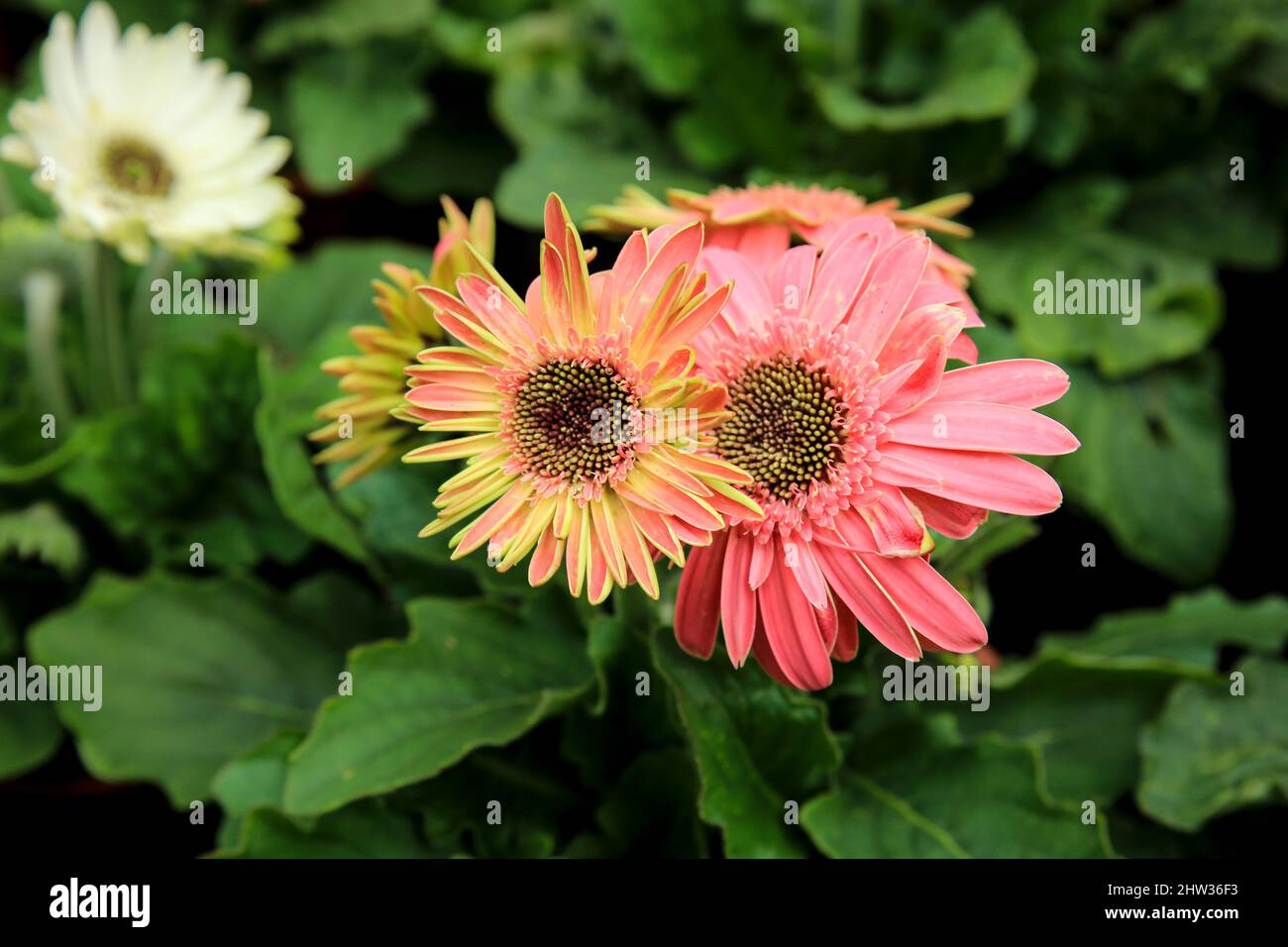 Pom pom sunflower hi-res stock photography and images - Alamy