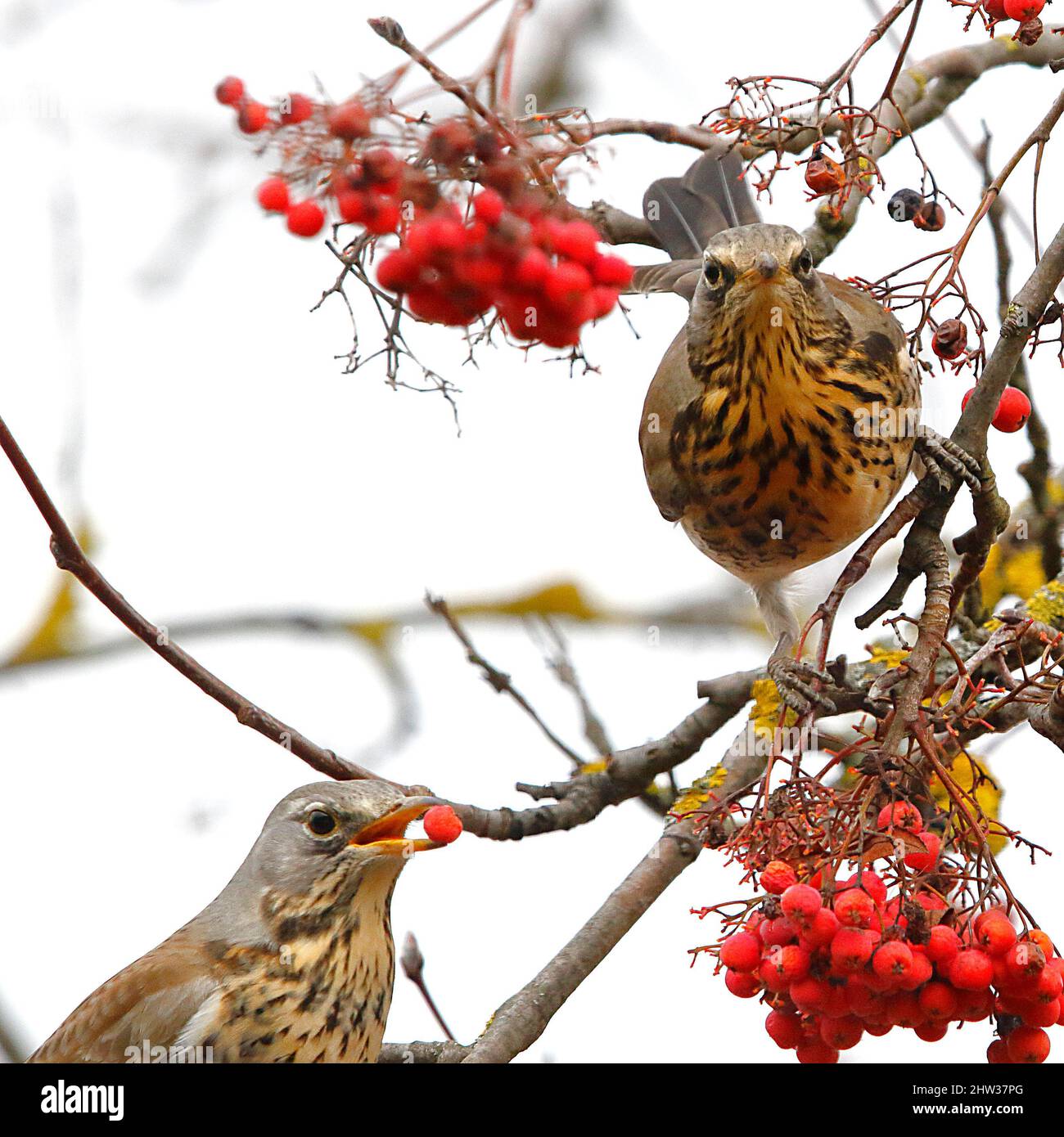 A song truth seeks food in the twigs of a rowan tree in wintertime ...