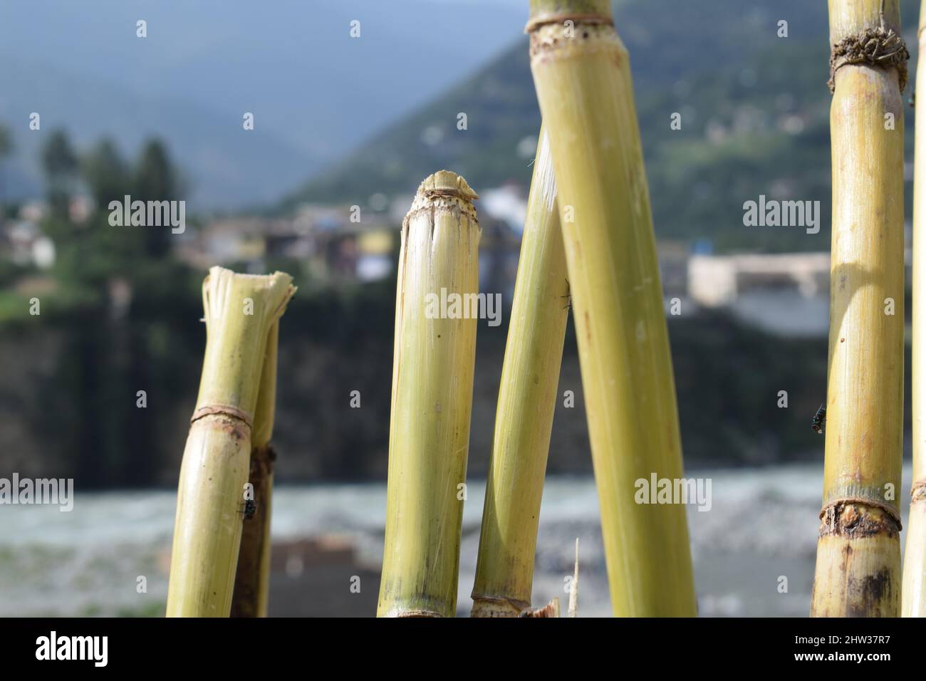 Closeup of bamboo (Bambusa vulgaris) stems in front of a blurry ...