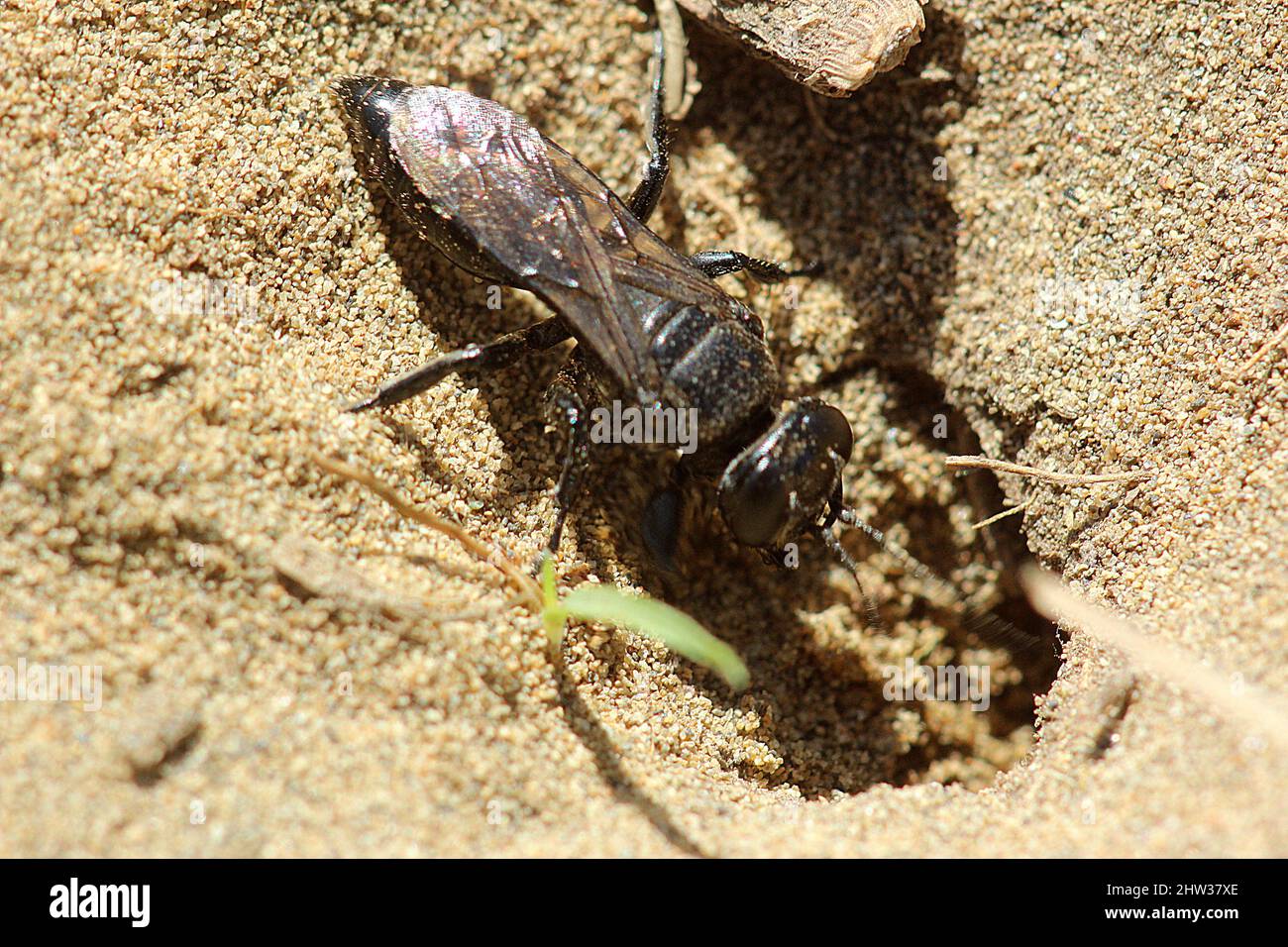 Black cockroach hunting wasp hi-res stock photography and images - Alamy