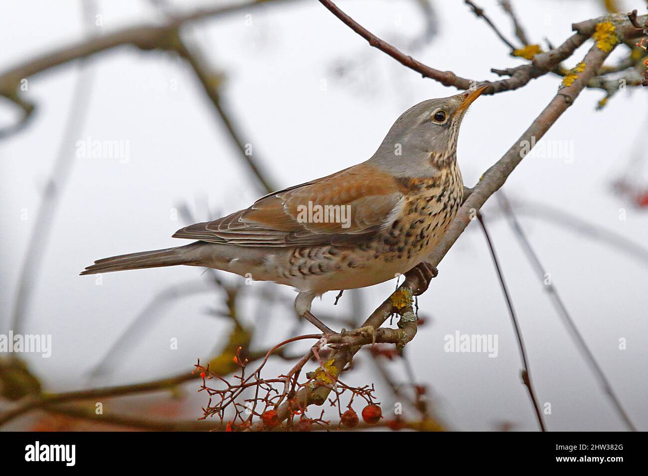A song truth seeks food in the twigs of a rowan tree in wintertime ...