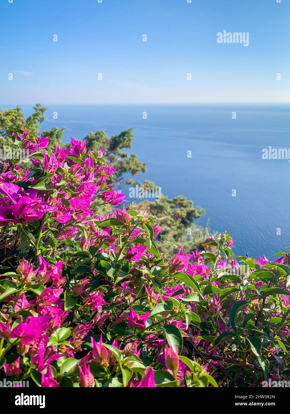 Italian Beach Flower Pink Positano Flower Beach Canvas Canvas Wall