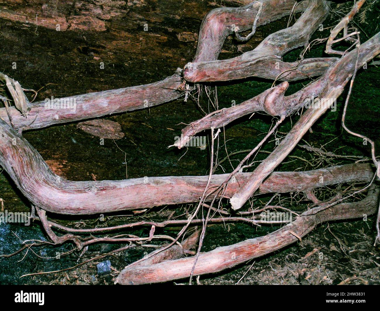 Muir woods, redwood trees and forest Stock Photo - Alamy