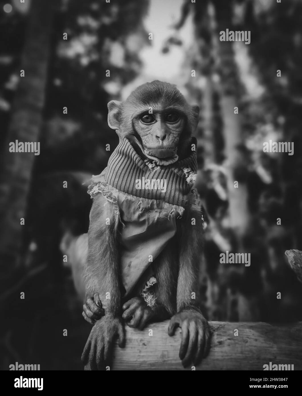Monkey fauna wilderness zoo Black and White Stock Photos & Images - Alamy