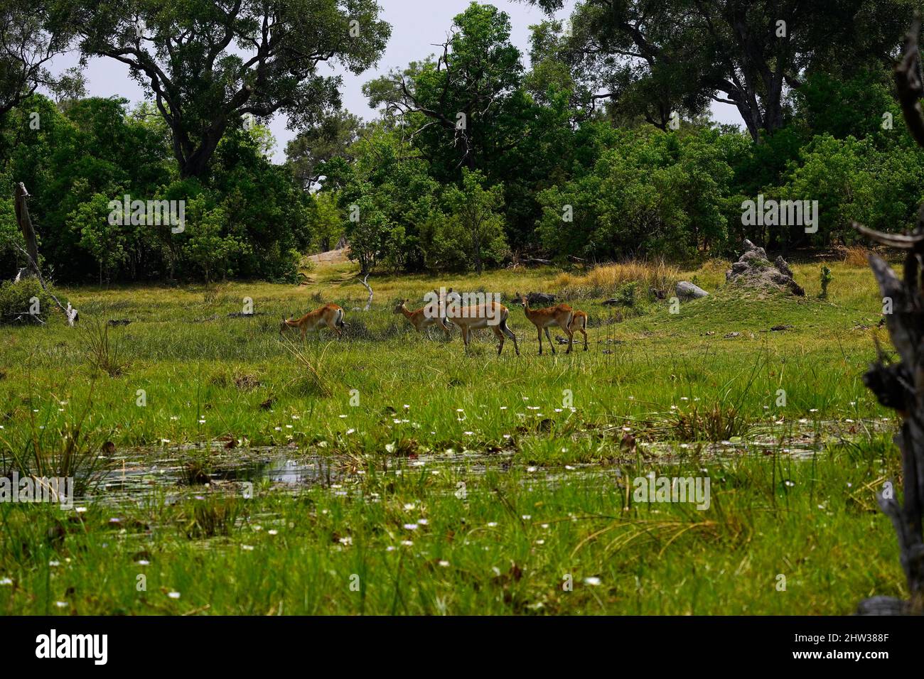 Plains game on the African plains, the rare Roan antelopes, Greater ...