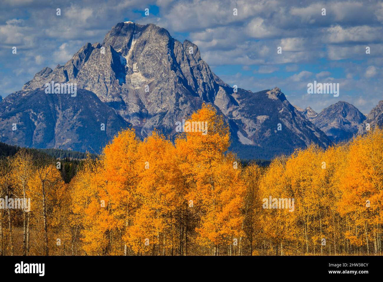 Beautiful autumn landscape with Mount Moran and trees Grand Teton ...