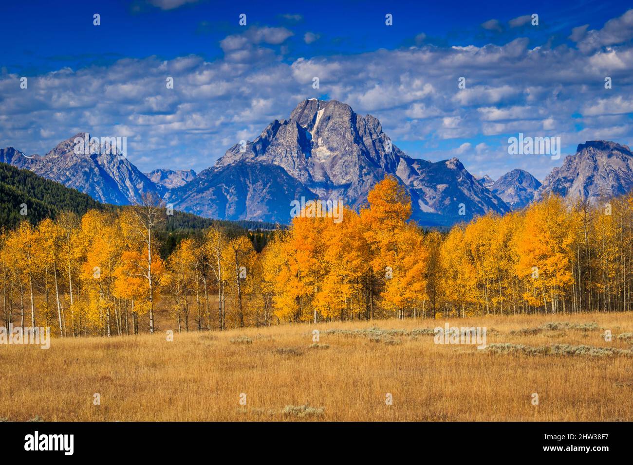 Beautiful autumn landscape with Mount Moran and trees Grand Teton ...