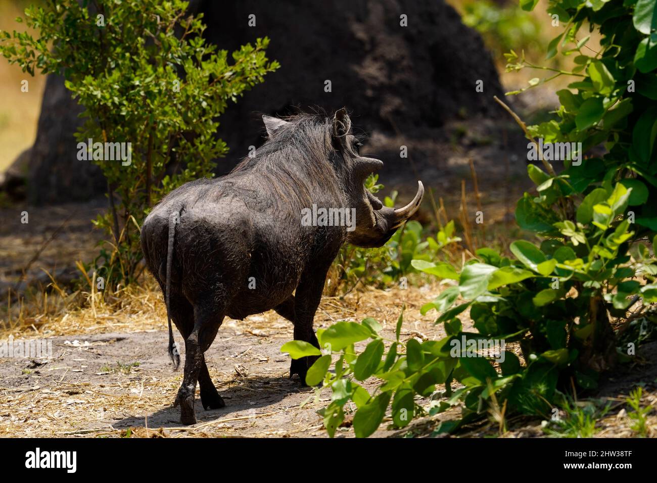 Facial wart hi-res stock photography and images - Alamy