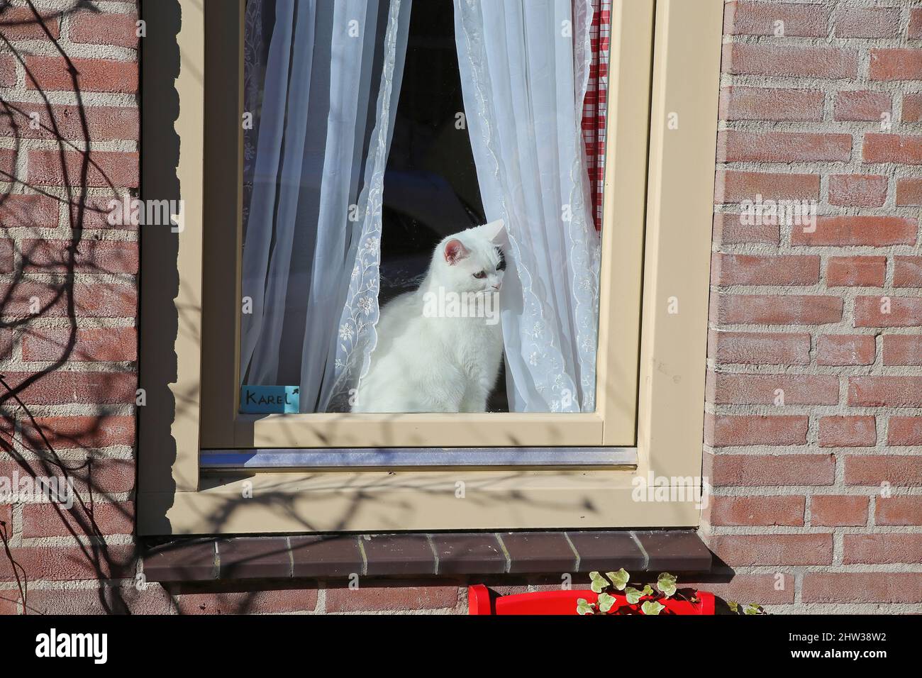 View on typical dutch red brick wall house window with white cat ...