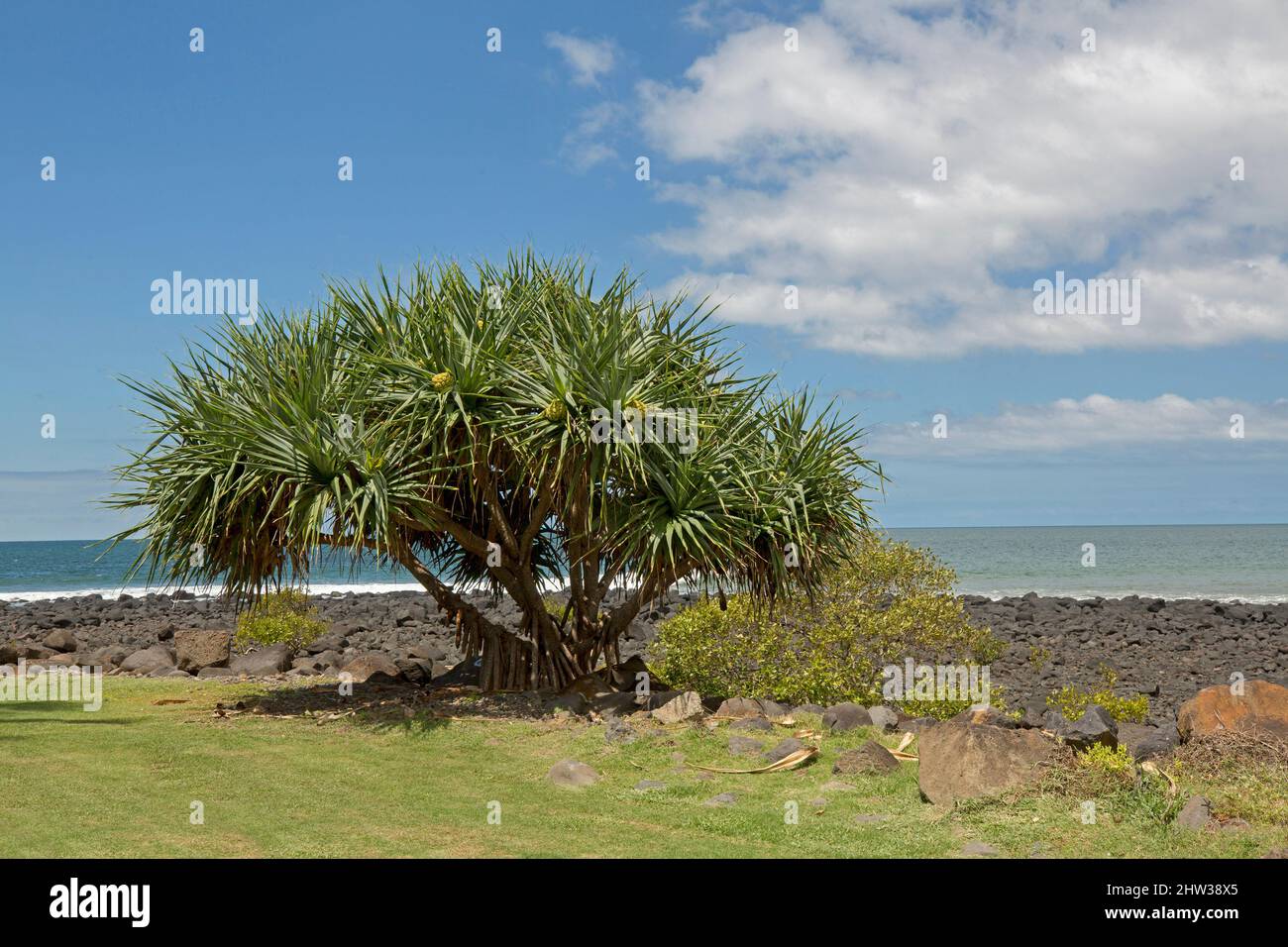 Pandanus palm tree beside the Pacific Ocean at a beach in Queensland ...