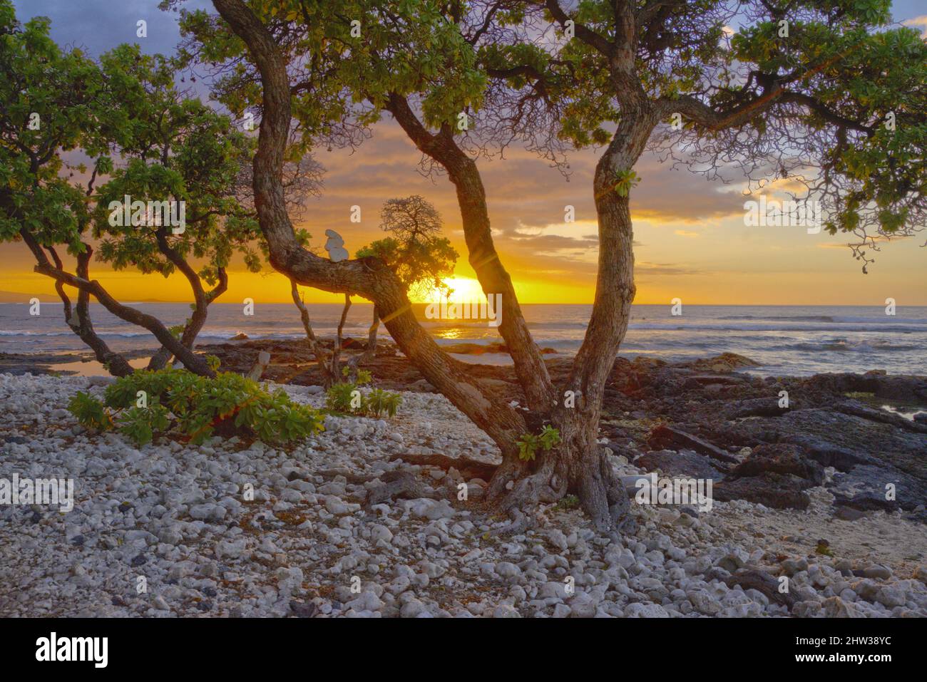 Scenic view of green trees on the rocky coastline against the ocean ...