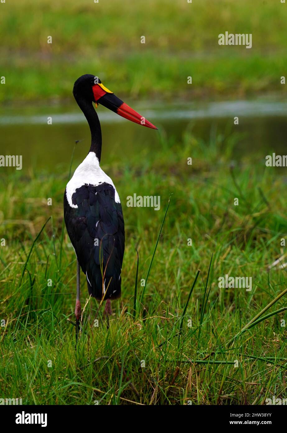 African birds can be stunning colours & the sounds of birdsong is ...
