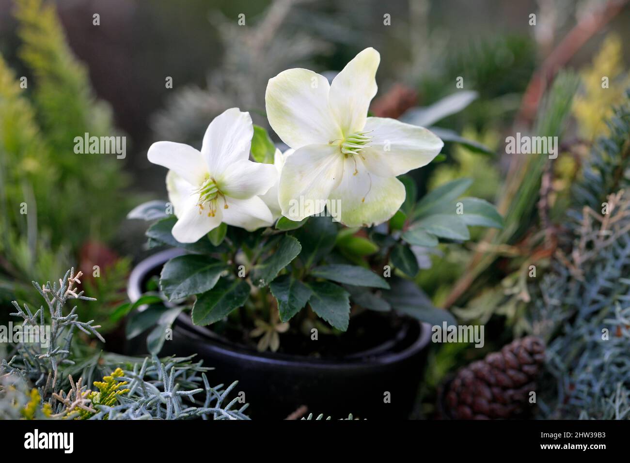 Snow rose hi-res stock photography and images - Alamy
