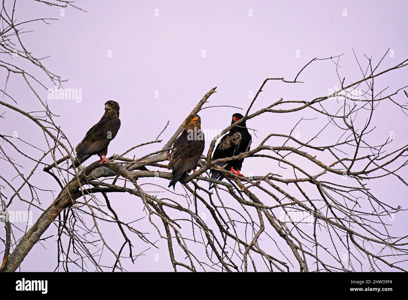 African birds can be stunning colours & the sounds of birdsong is ...