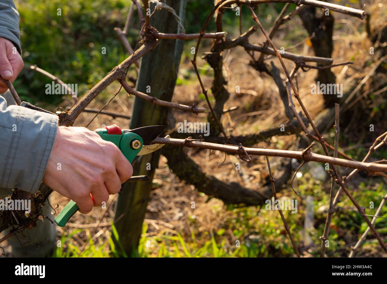 Man's hand pruning vines with scissors. Vine pruning. Copy space. View ...