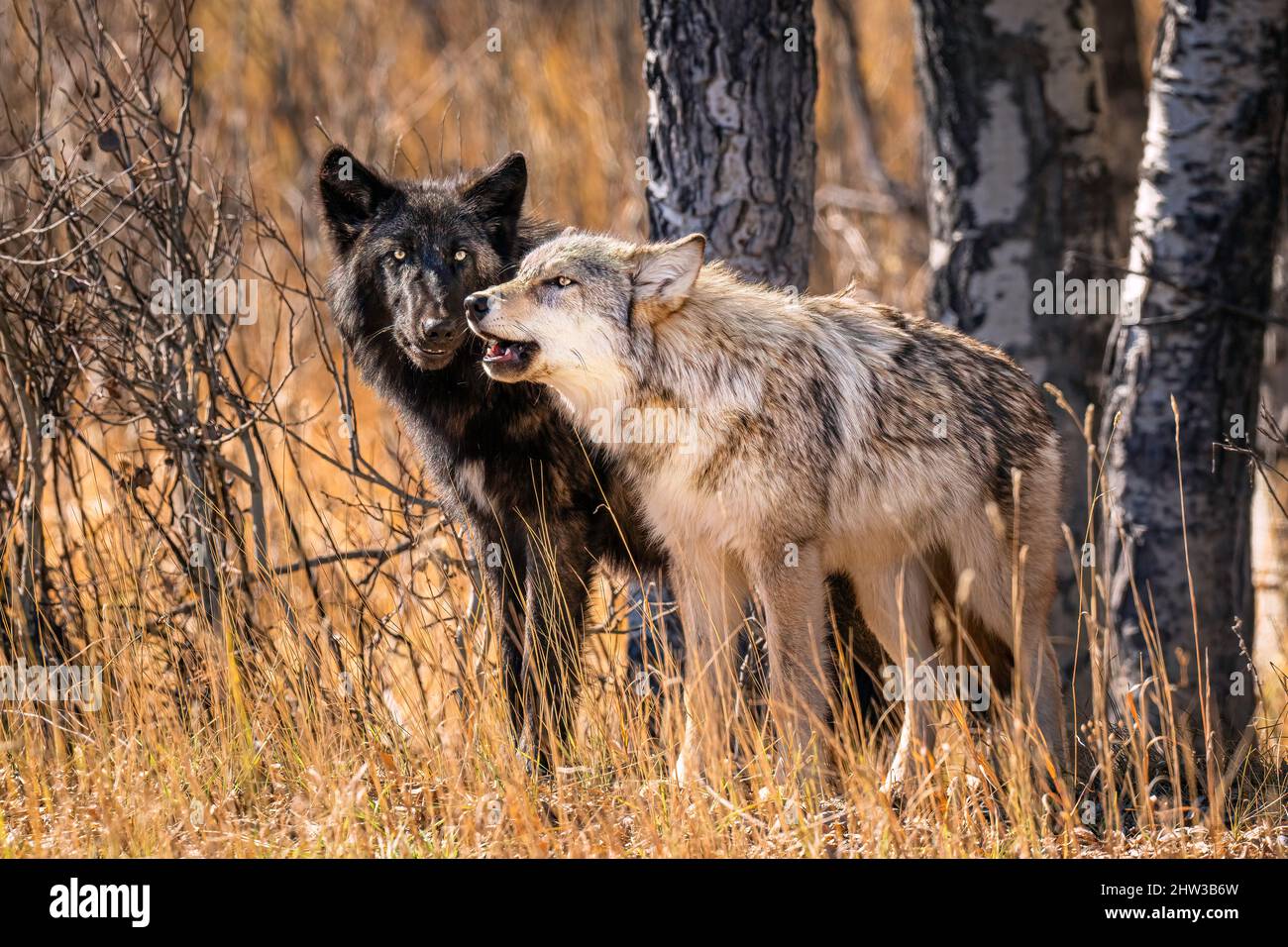 Lone wolves hi-res stock photography and images - Alamy