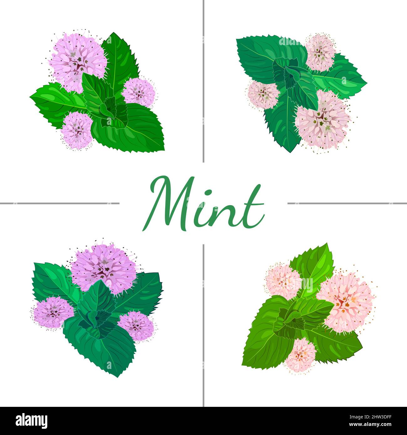 set of icon of a cartoon mint leaf, fresh peppermint isolated Stock ...